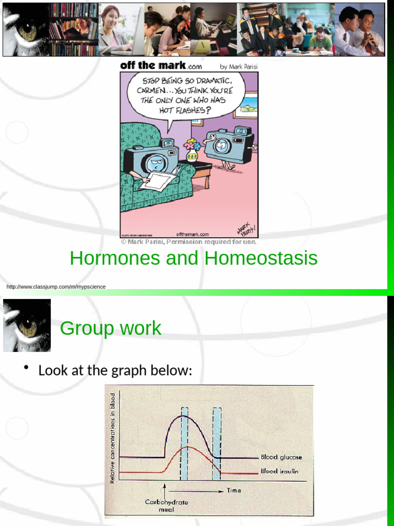 Hormones and Homeostasis | PDF | Homeostasis | Glucose