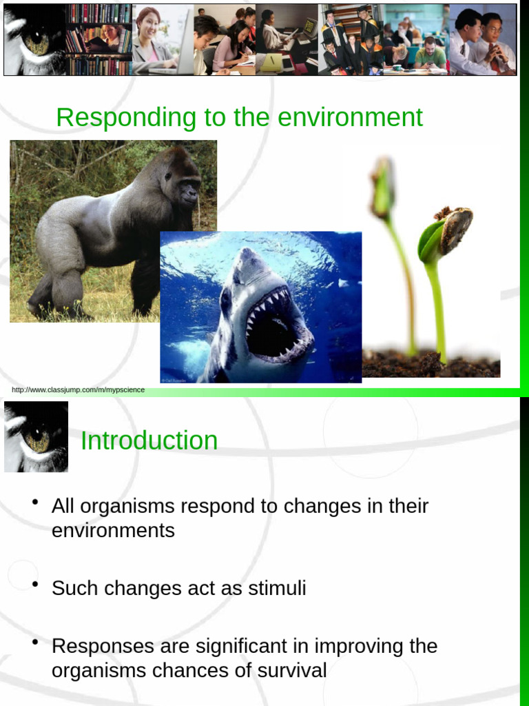 Plant Responses to Environmental Stimuli | PDF | Plant Hormone | Auxin