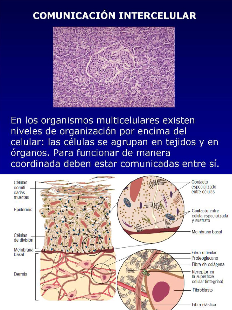 06 - Células eucarióticas - uniones intercelulares y organelas | PDF ...