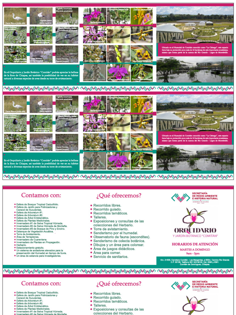 Tripticos Listos - 250410 - 194634 | PDF | Botánica