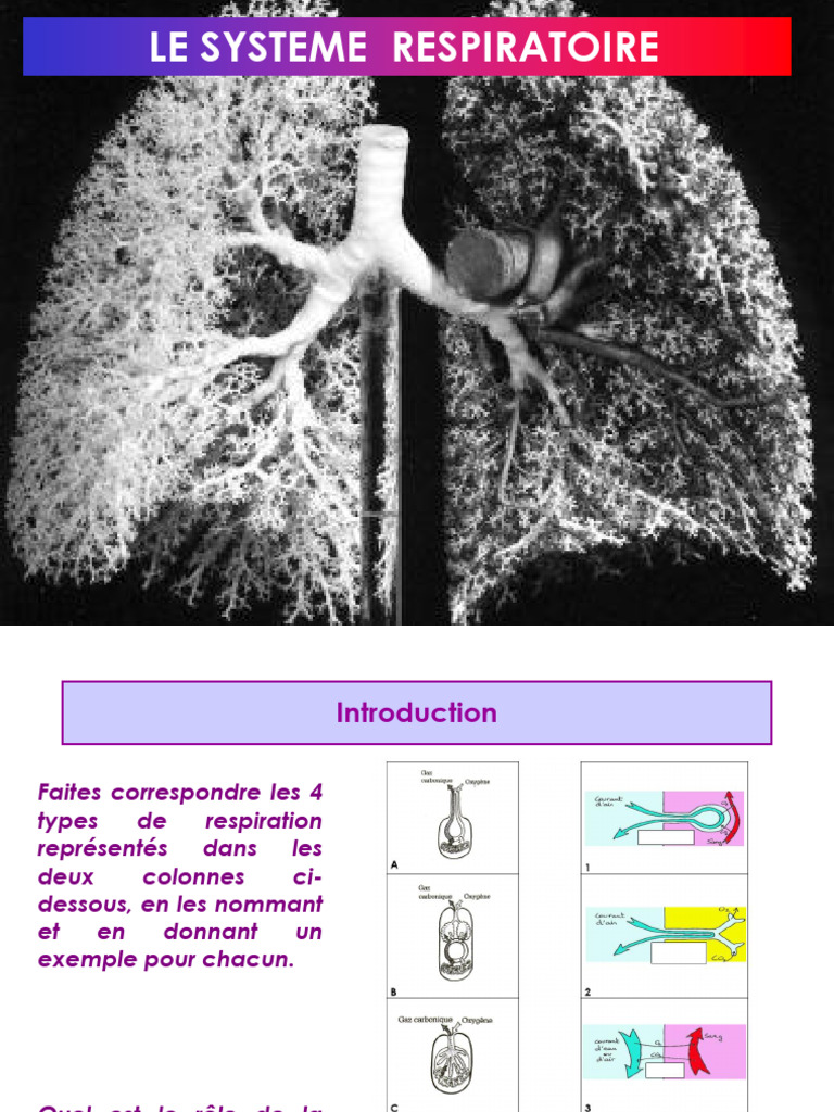 Physiologie du Système Respiratoire | PDF | Respiration | Système ...