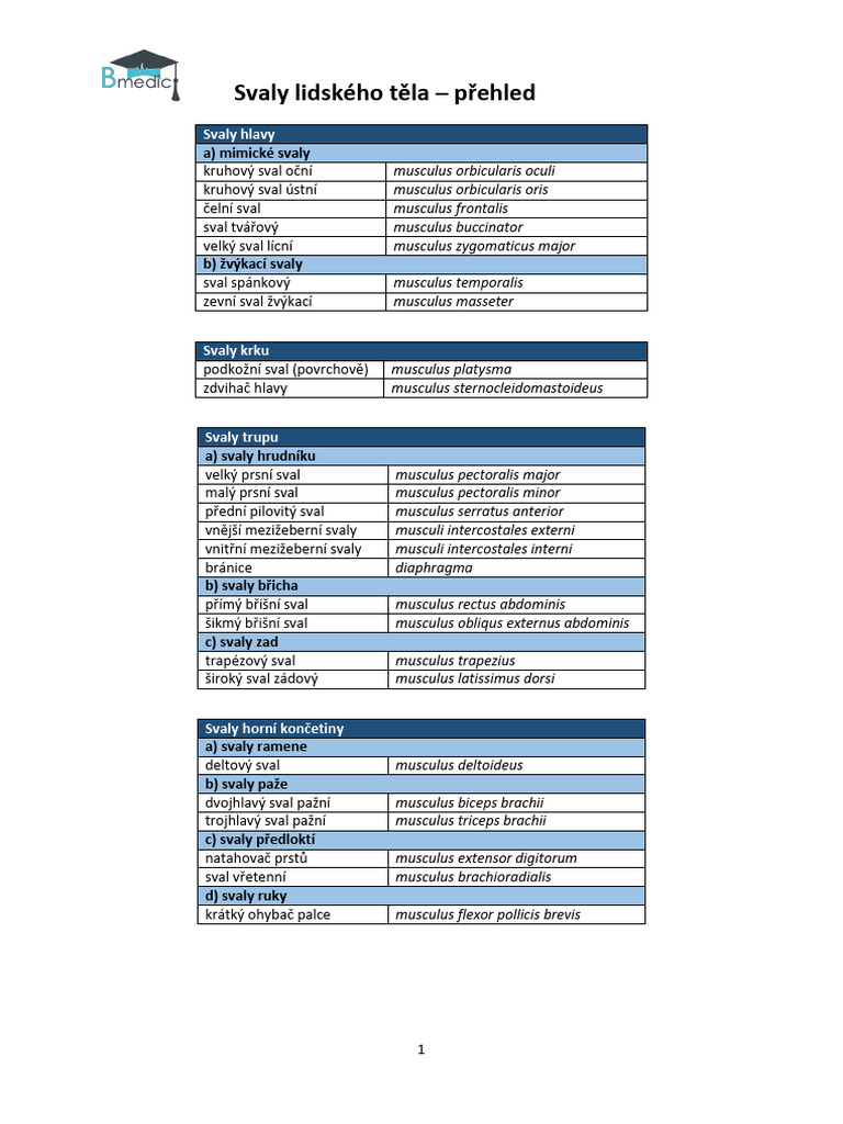 08 - Svaly Prehled 2 | PDF