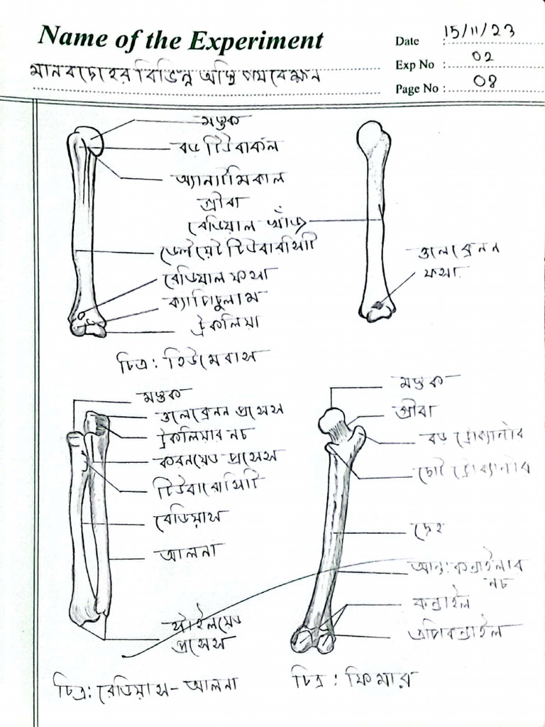Bio Hsc Practical exp 2 | PDF