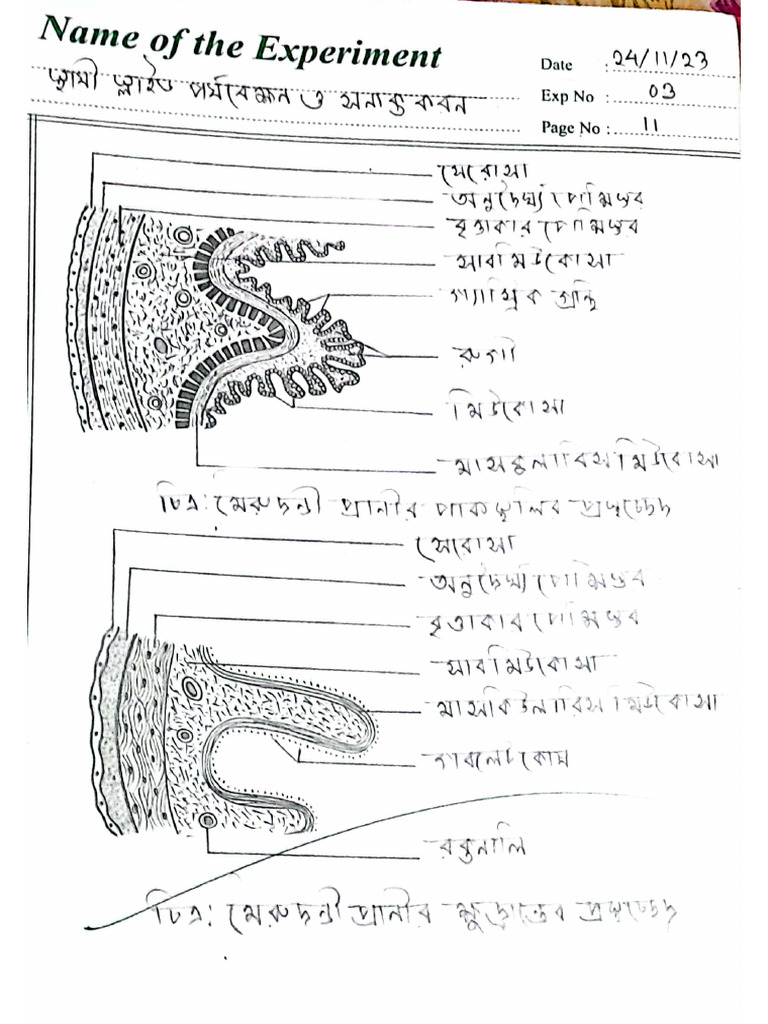 Bio Hsc Practical Exp 3 | PDF