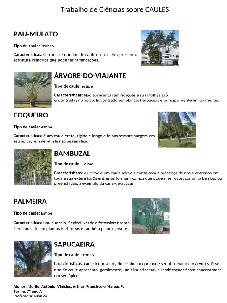 Tipos de Caule: Tronco, Estipe e Colmo | PDF