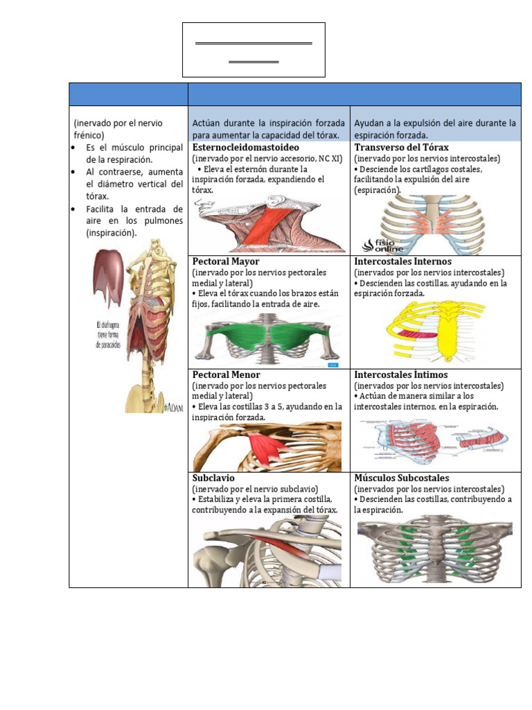 Músculos Del Torax | PDF | Tórax | Respiración
