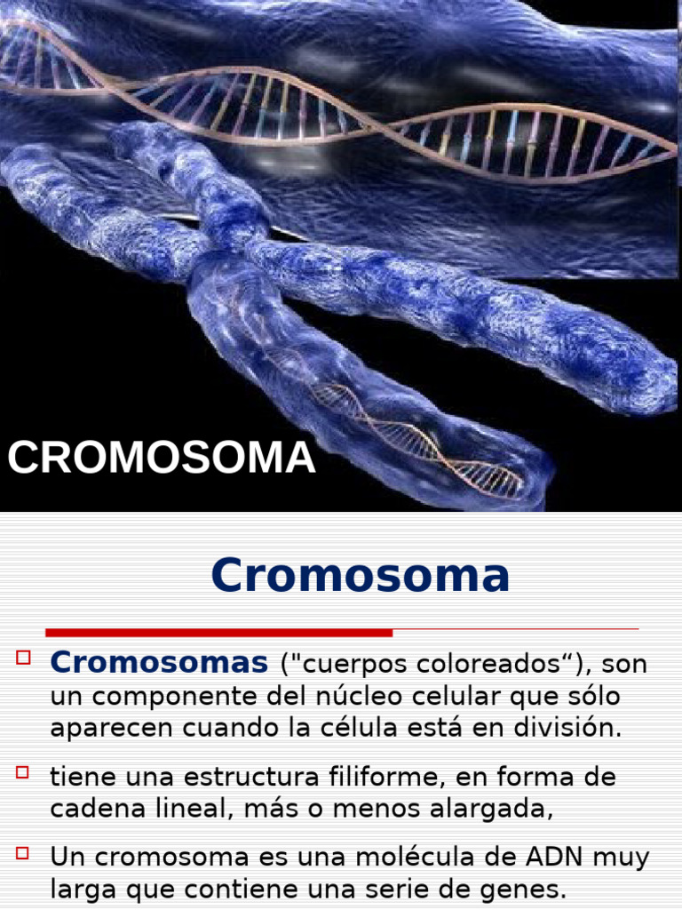 Cromosoma 21 | PDF | Cromosoma | Adn