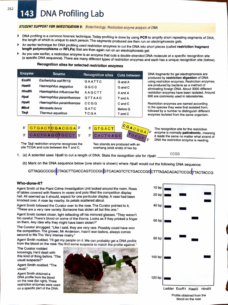 Kami Export - Niyati Naveen Nair - DNA Profiling Lab | PDF | Genetically Modified Organism ...