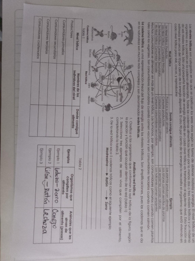 Actividad Niveles | PDF