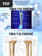 Anatomía y ubicación del peroné | PDF | Extremidades (anatomía ...