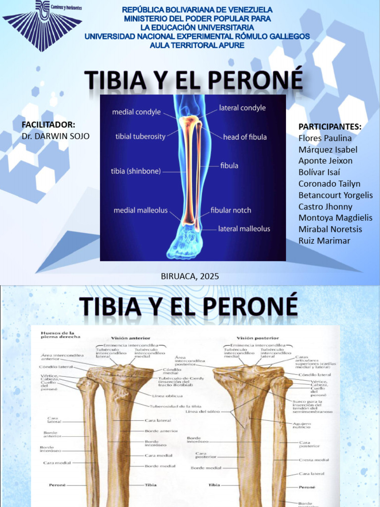 Tibia y Perone | PDF | Sistema esquelético | Anatomía humana