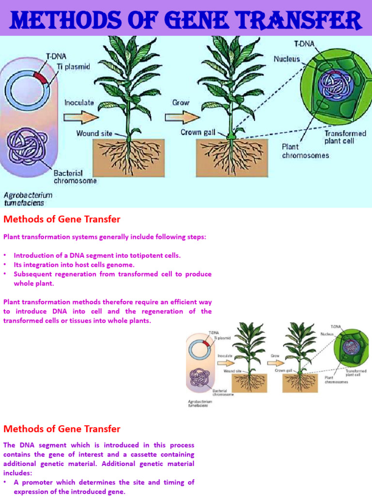 Gene Transfer Methods in Plant Transformation | PDF | Molecular Cloning ...