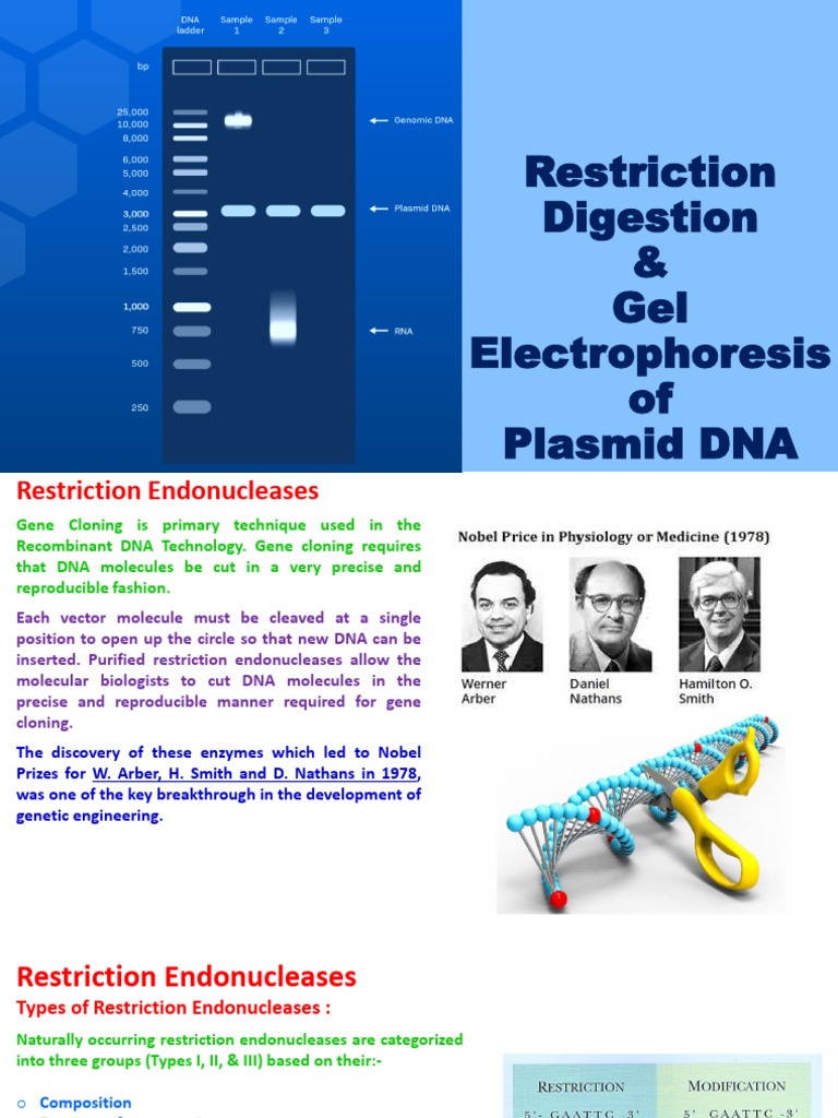 Plasmid DNA Restriction Digestion Guide | PDF | Agarose Gel ...