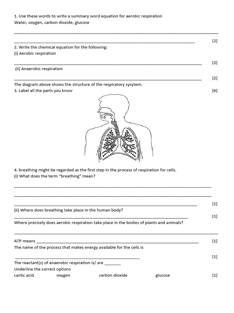 Year 8 Biology Lent Term Test | PDF | Cellular Respiration | Breathing