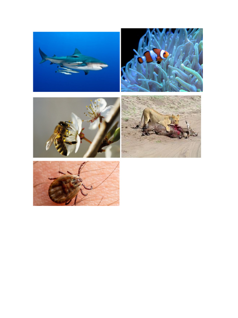 Relaciones Ecológicas | PDF