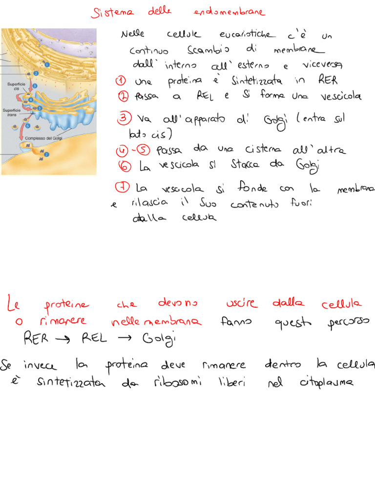 Biologia 5 - Cellule Eucariotiche e Membrane | PDF
