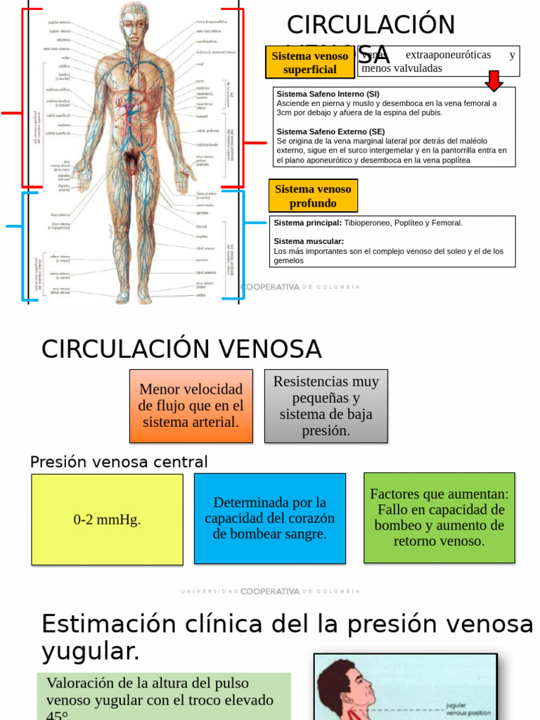 Signo de Homans y Sistema Vascular Venoso | PDF | Edema | Vena