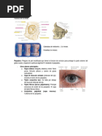 Anatomía del Ojo Canino y Tratamiento | PDF | Glaucoma | Ojo humano