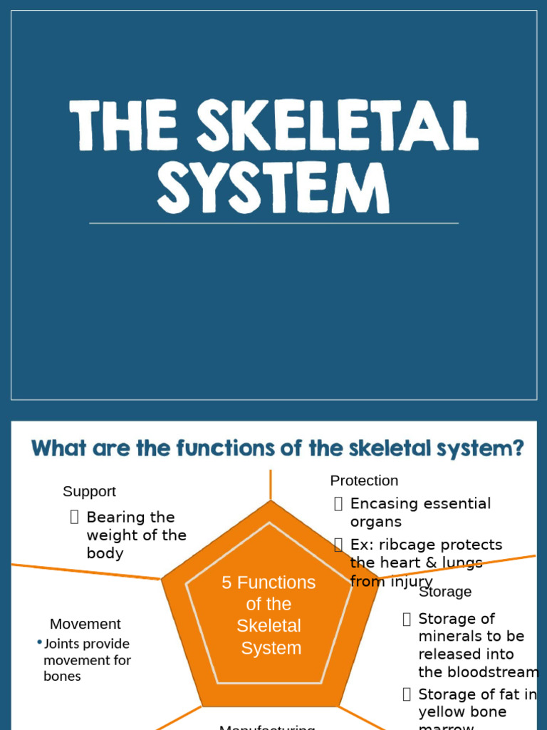 Editable Skeletal System | PDF | Bone | Vertebra