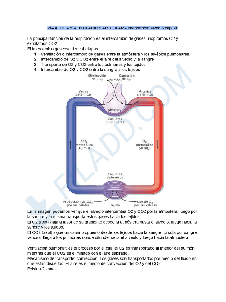 VIA AEREA Y VENTILACION ALVEOLAR - Intercambio Alveolo Capilar | PDF | Pulmón | Respiración