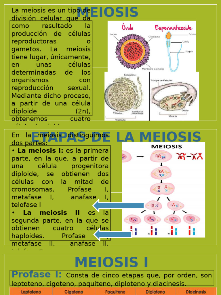 Etapas de la Meiosis: Resumen y Esquema | PDF