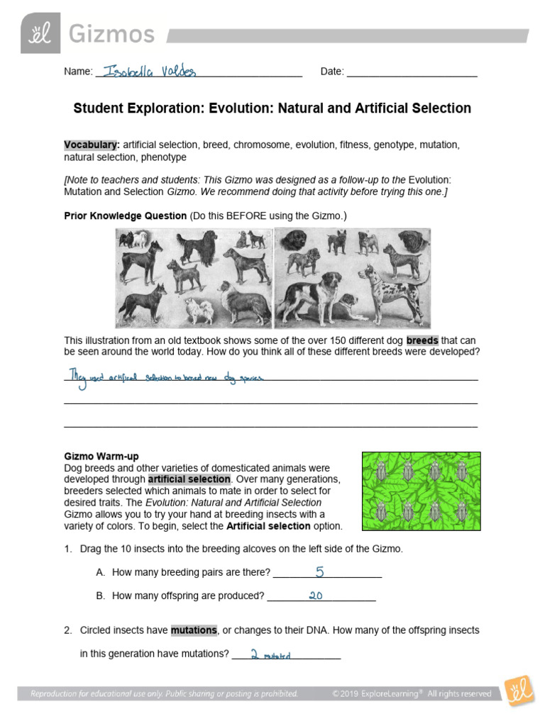 Breeding Insects: Selection Methods | PDF | Natural Selection | Genotype