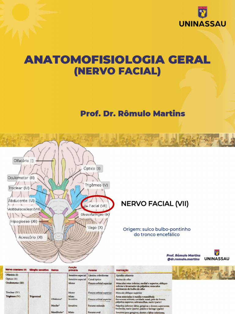 Anatomia do Nervo Facial e Inervação | PDF | Anatomia | Neuroanatomia
