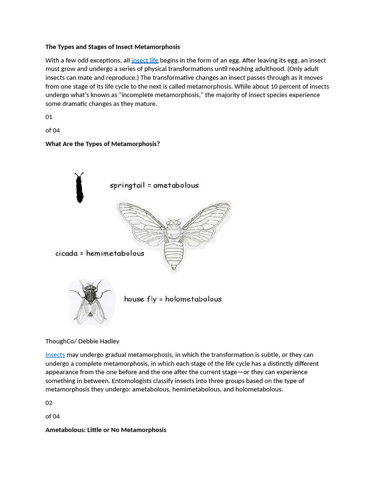 Insect Metamorphosis 290405 | PDF | Pupa | Insects