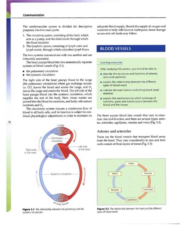 Cardiovascular System | PDF