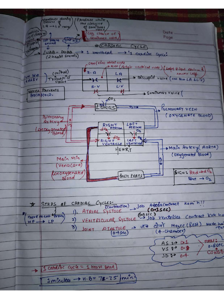 Double Circulation | PDF