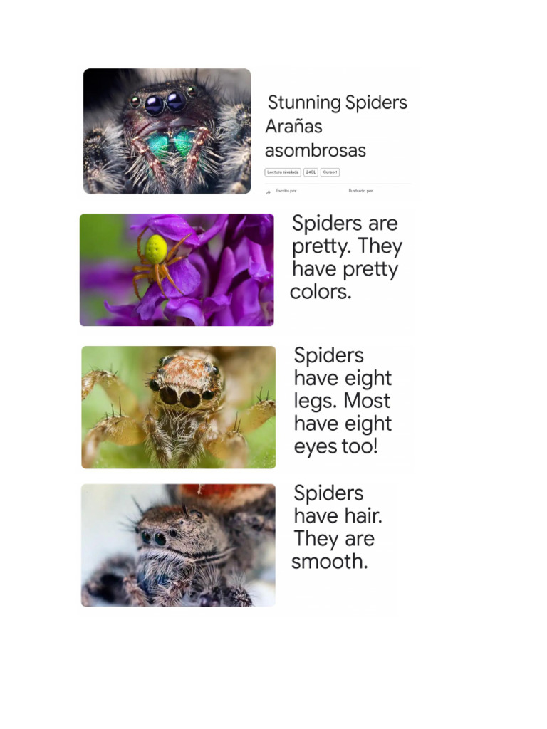 Stunning Spiders | PDF