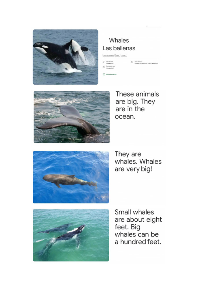 41. Whales | PDF
