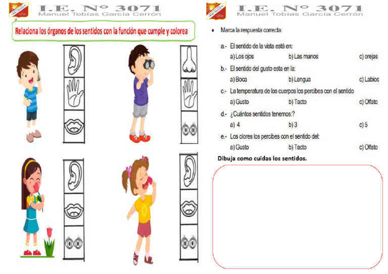 Ciencia - Sentidos | PDF