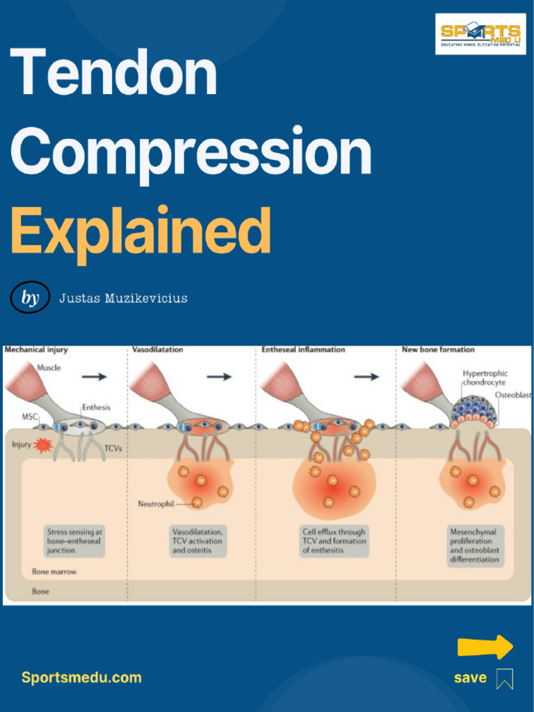 Tendon Compression 1744264150 | PDF