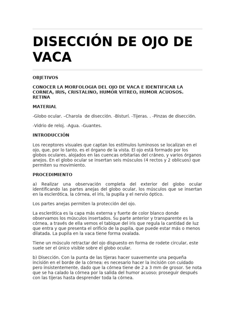 Disección de Ojo de Vaca | PDF | Ojo humano | Ojo