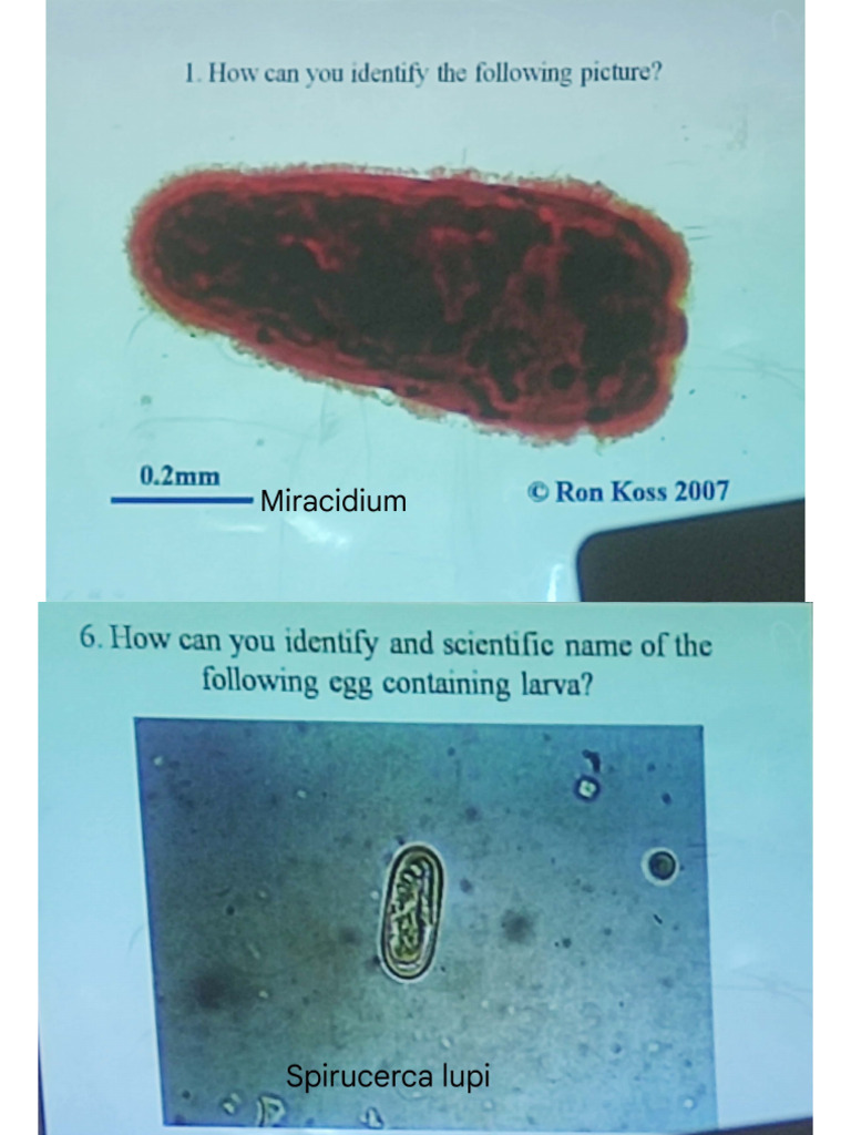 PNM Identification | PDF