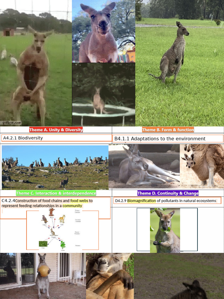 Kangaroo | PDF