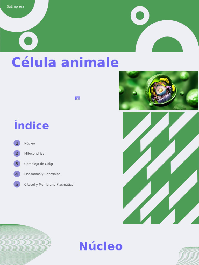 La Celula Animal y Sus Partes Nucleo Nucleolo Mitr | PDF | Biología ...