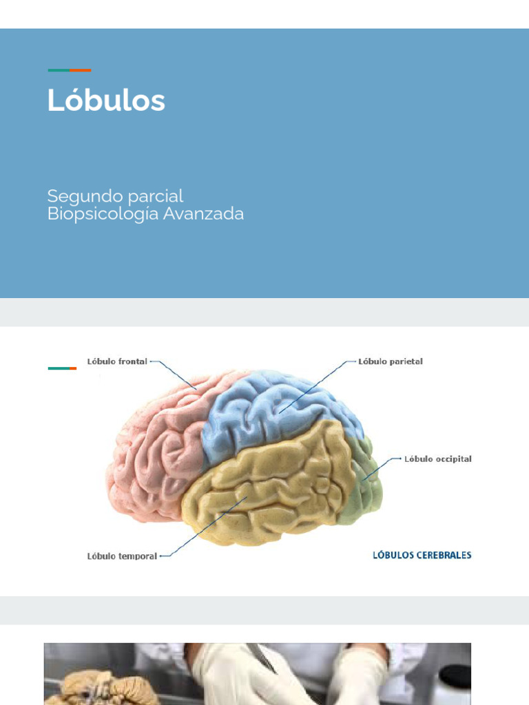 6. Lóbulos | PDF | Corteza Insular | Las emociones