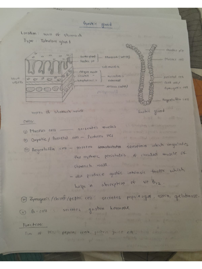 Human Digestion Part 2 HSC | PDF