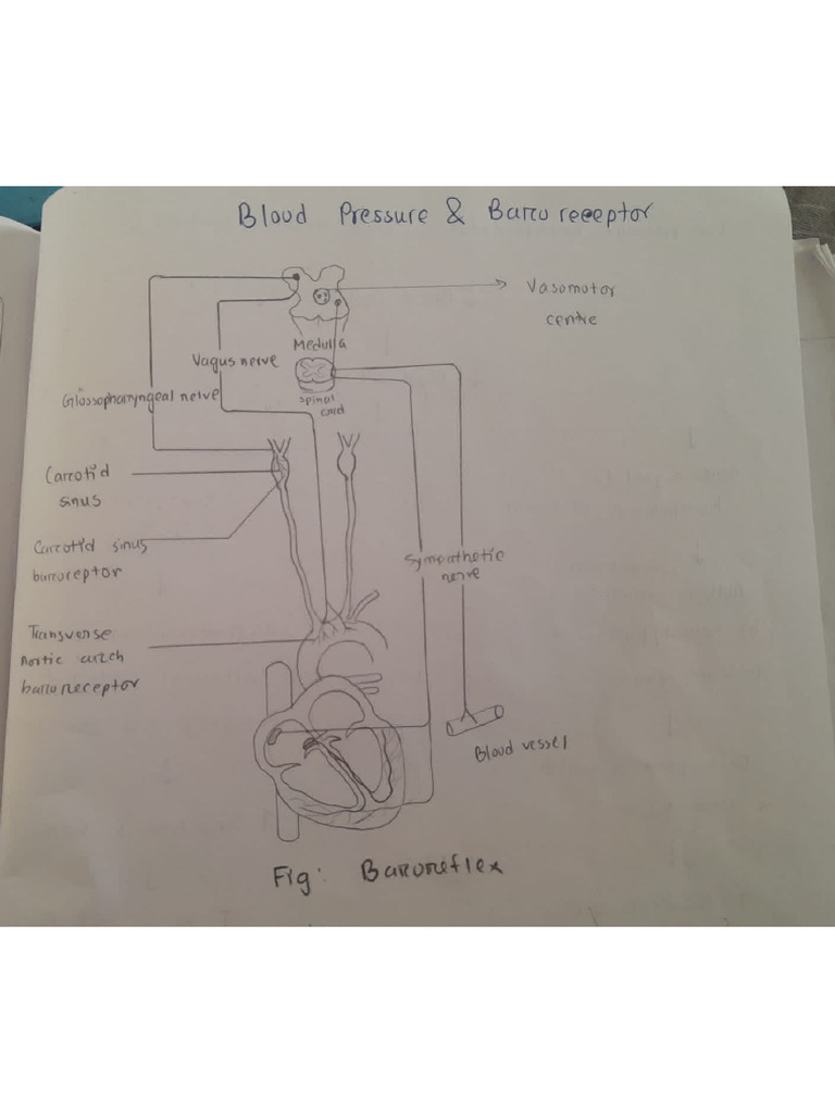 Human circulation figures part 2 | PDF