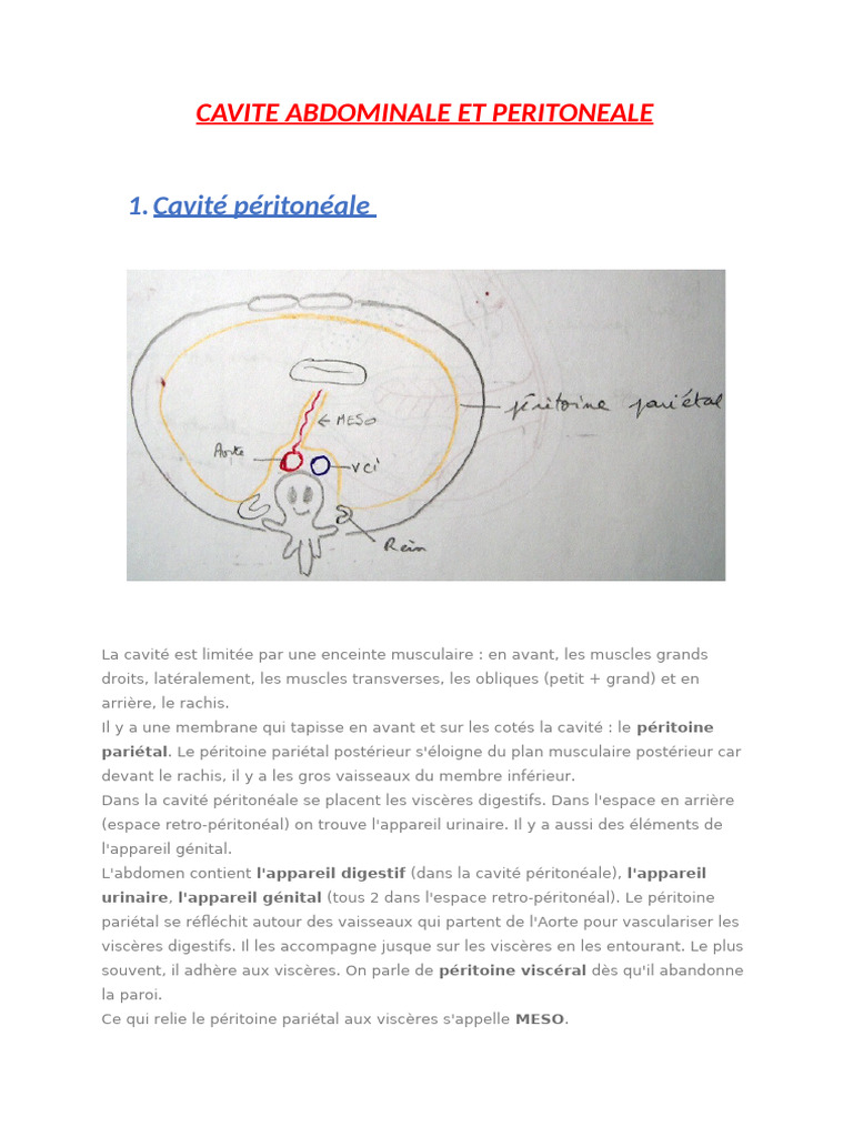 Anatomie de la Cavité Abdominale | PDF | Péritoine | Foie