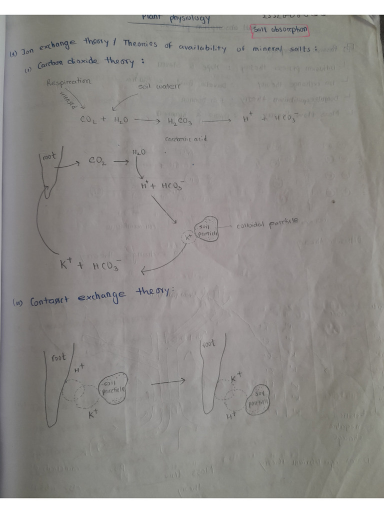 Salt Absorption | PDF