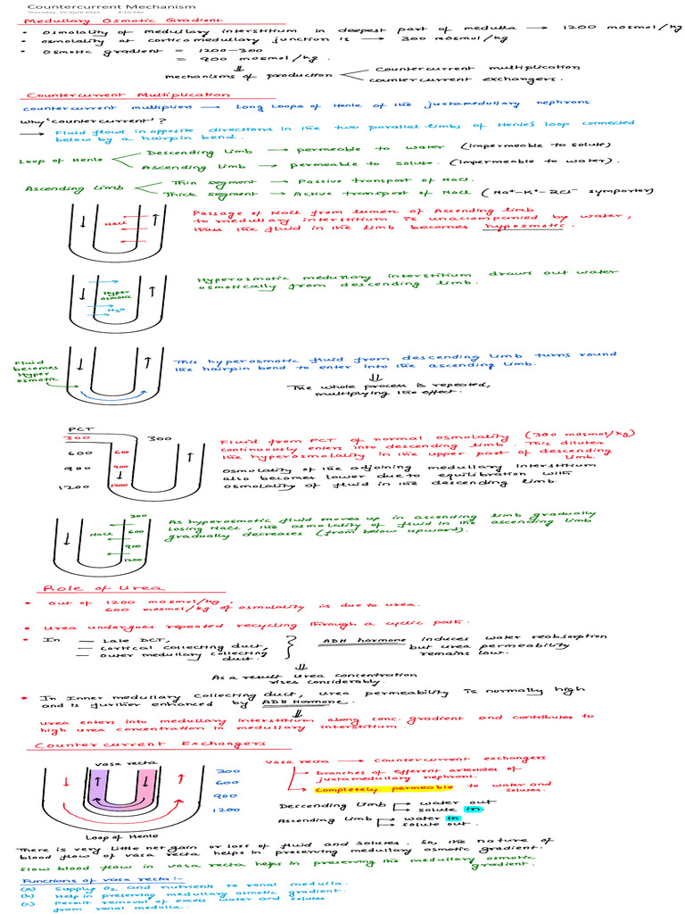 Countercurrent Mechanism | PDF