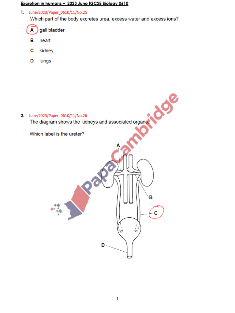 2023 Excretion in Humans IGCSE 0610 Biology | PDF