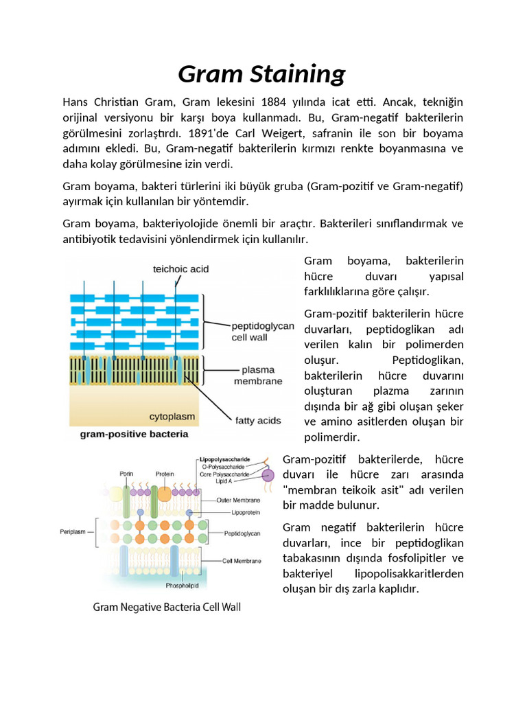 Gram Staining | PDF