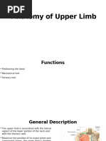 Triangularinterval Wikipedia 1745132625808 | PDF | Limbs (Anatomy ...