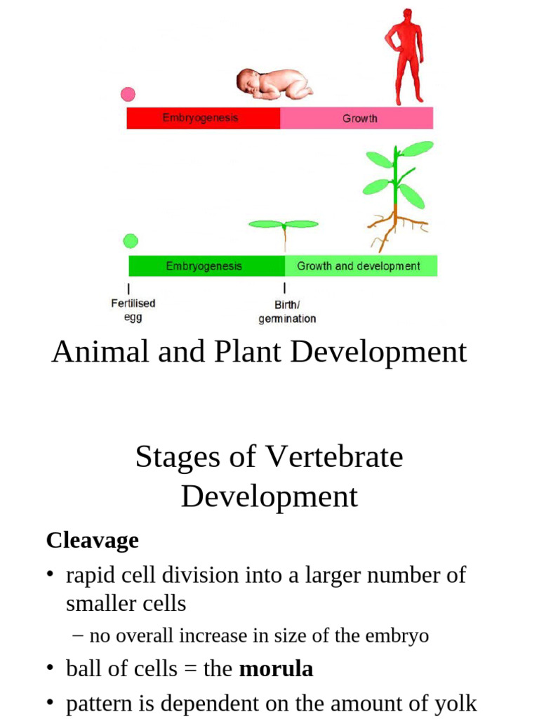 Vertebrate and Plant Development Stages | PDF | Embryo | Seed