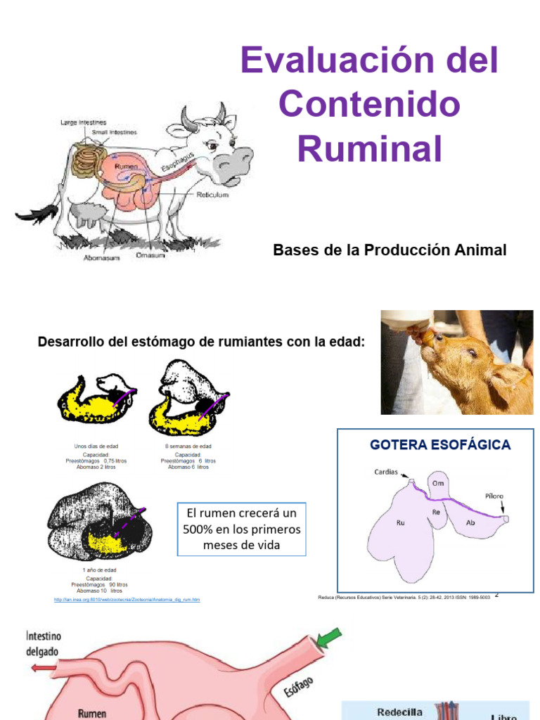 Evaluación Líquido Ruminal | PDF | Las bacterias | Digestión