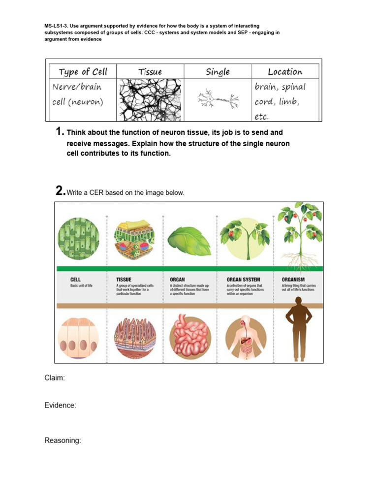 Farah Marmash - Review For MS-LS1-3 - Summative | PDF